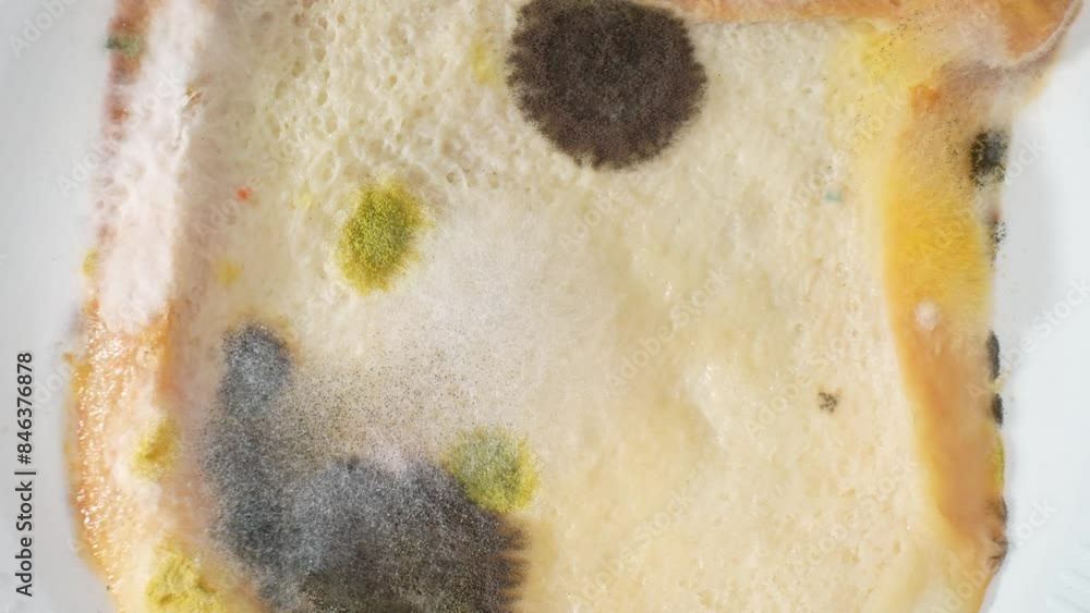 Zoom in on a slice of bread unveils a kaleidoscope of mold: an ...