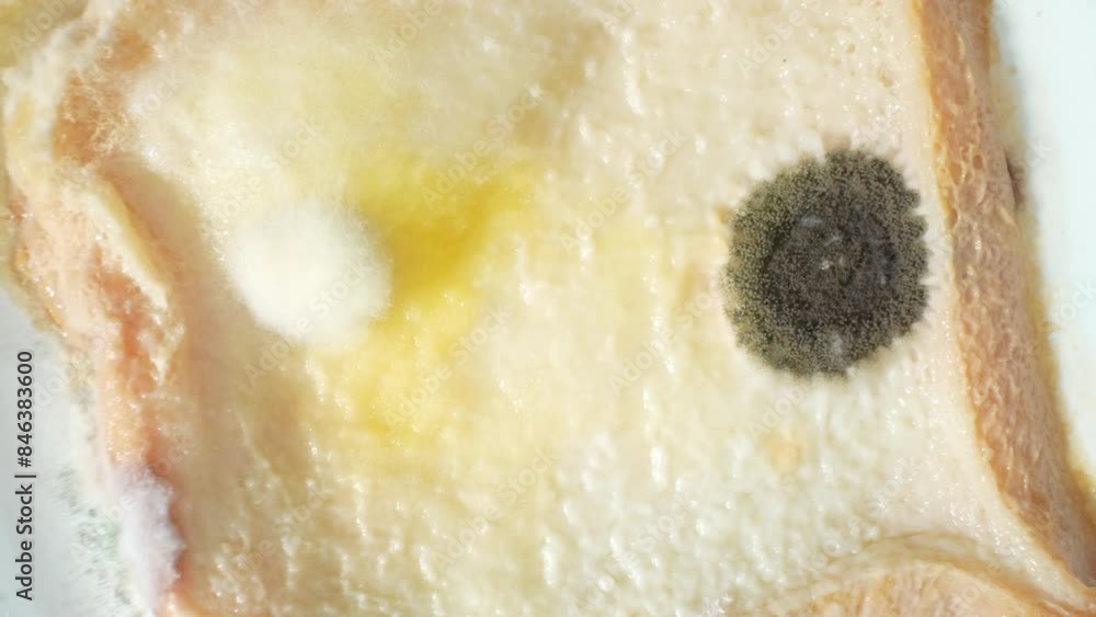 Up close, the bread showcases a vivid palette of mold and fungus, with ...