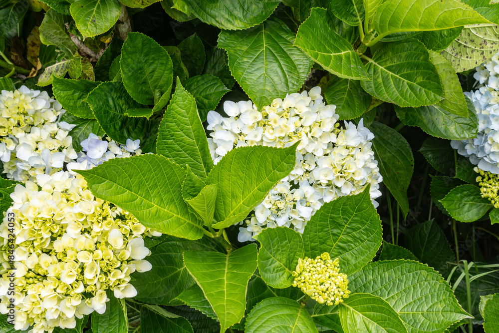 Hydrangea macrophylla flowering plant, family Hydrangeaceae, bigleaf ...