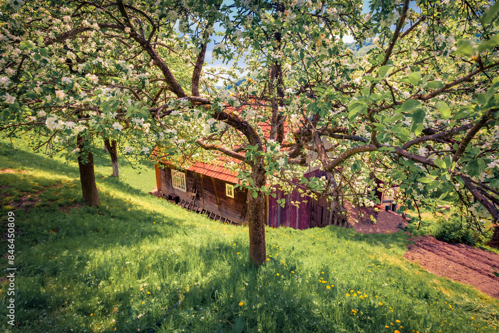 Garden at spring. Blossoming of an apple orchard in the village of ...