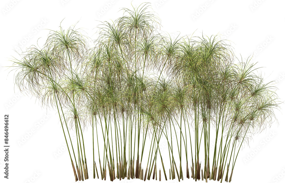 genuine papyrus hq arch viz cutout plants Stock Illustration | Adobe Stock