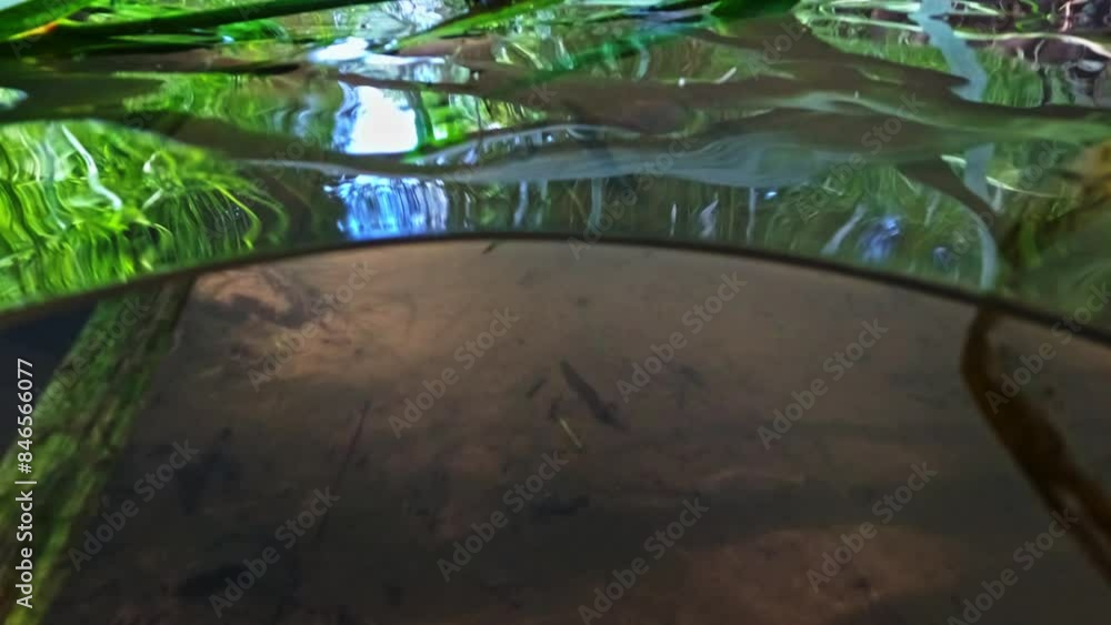 Leeches at the bottom of a stream, waiting for their prey. Underwater ...