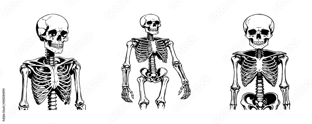 Skeleton. Line art. Logo design for use in graphics. T-shirt print ...