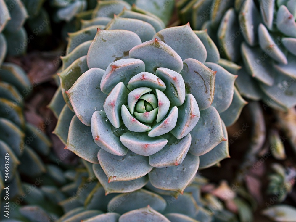 Macro succulent Cactus plant ,Echeveria elegans ,Rose Cabbage ,thick ...