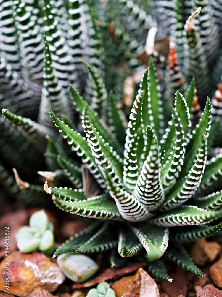 Succulent Zebra plant ,Haworthia Aloe Vera ,Pearl plant ,Zebra cactus ...