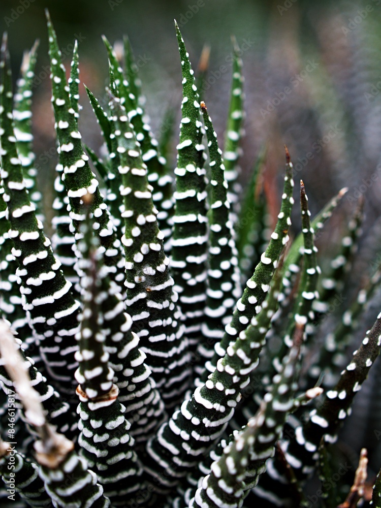 Succulent Zebra plant ,Haworthia Aloe Vera ,Pearl plant ,Zebra cactus ...