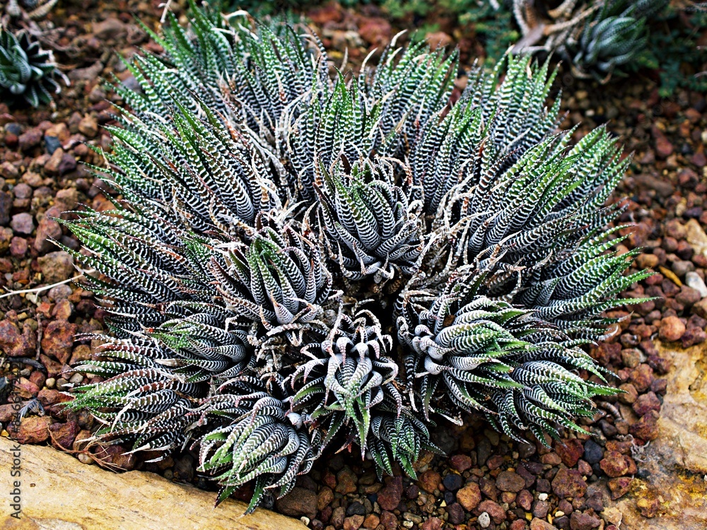 Succulent Zebra plant ,Haworthia Aloe Vera ,Pearl plant ,Zebra cactus ...