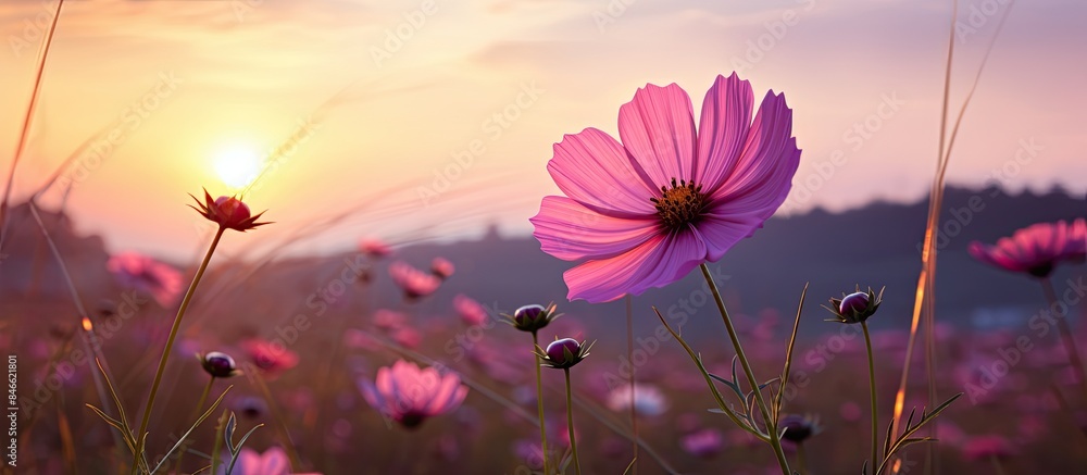 Cosmos flower facing the sunrise in an open field, with a prominent ...