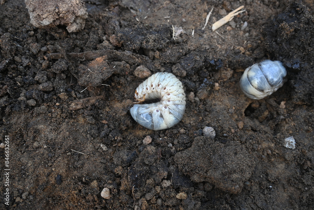 Cockchafer larva. Its other names Melolontha melolontha, white grub ...
