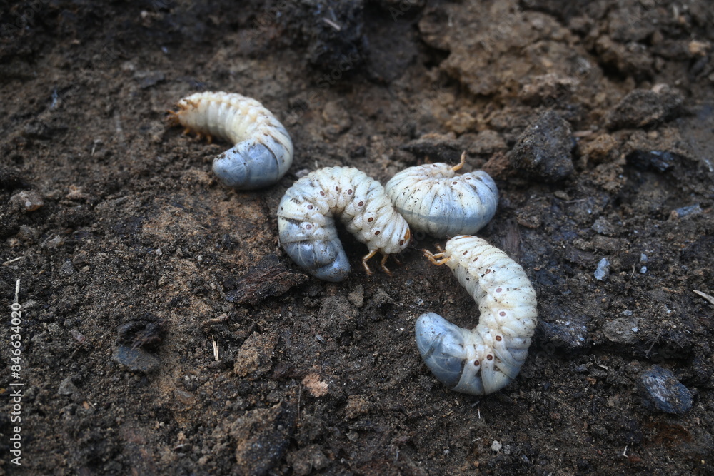 Cockchafer larva. Its other names Melolontha melolontha, white grub ...