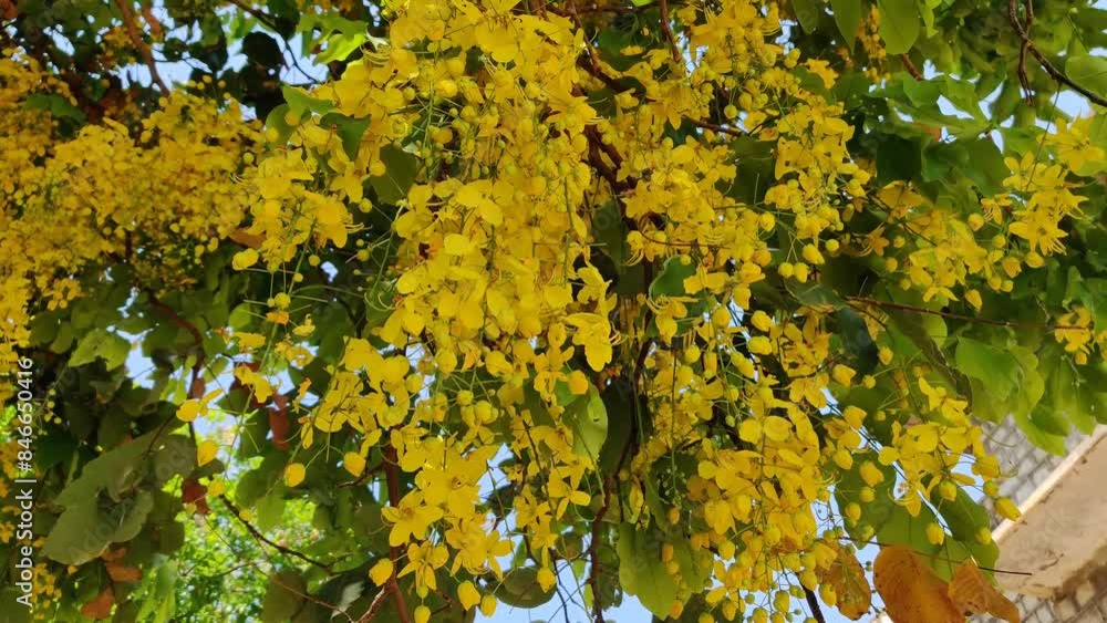 Cassia fistula, also known as golden shower, purging cassia, Indian laburnum, kani konna, or ...
