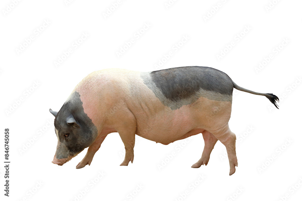 Pig isolated on transparent background png file Stock Photo | Adobe Stock
