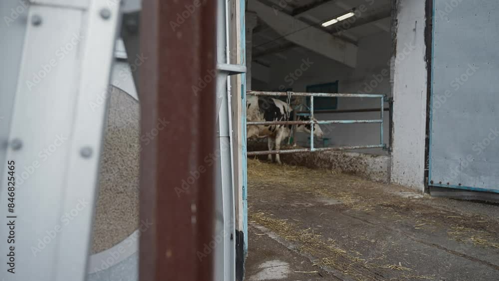 An adult cow kept inside the farm barn. Big black and white livestock ...