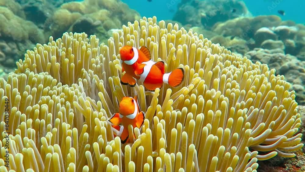 Nemo clown fish in the anemone on the colorful healthy coral reef ...