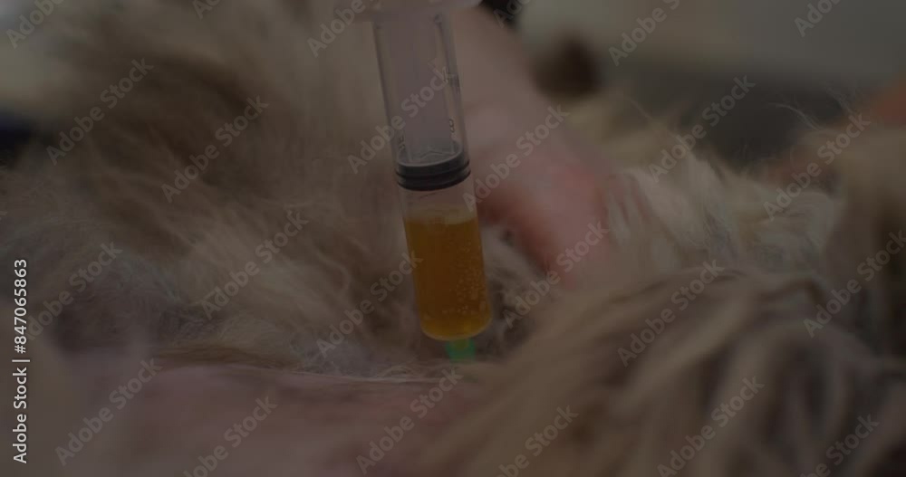 Cystocentesis. The veterinarian punctures the abdominal wall with a ...