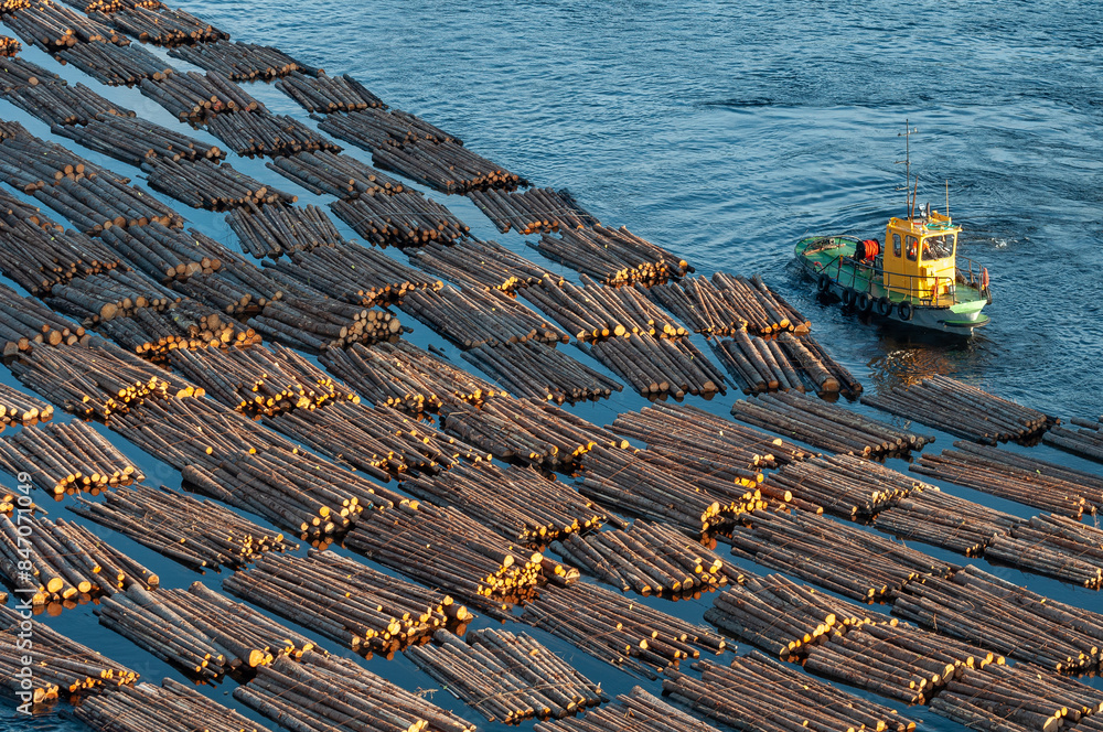 Transportation of wood by water. Raw logs floating down the river ...
