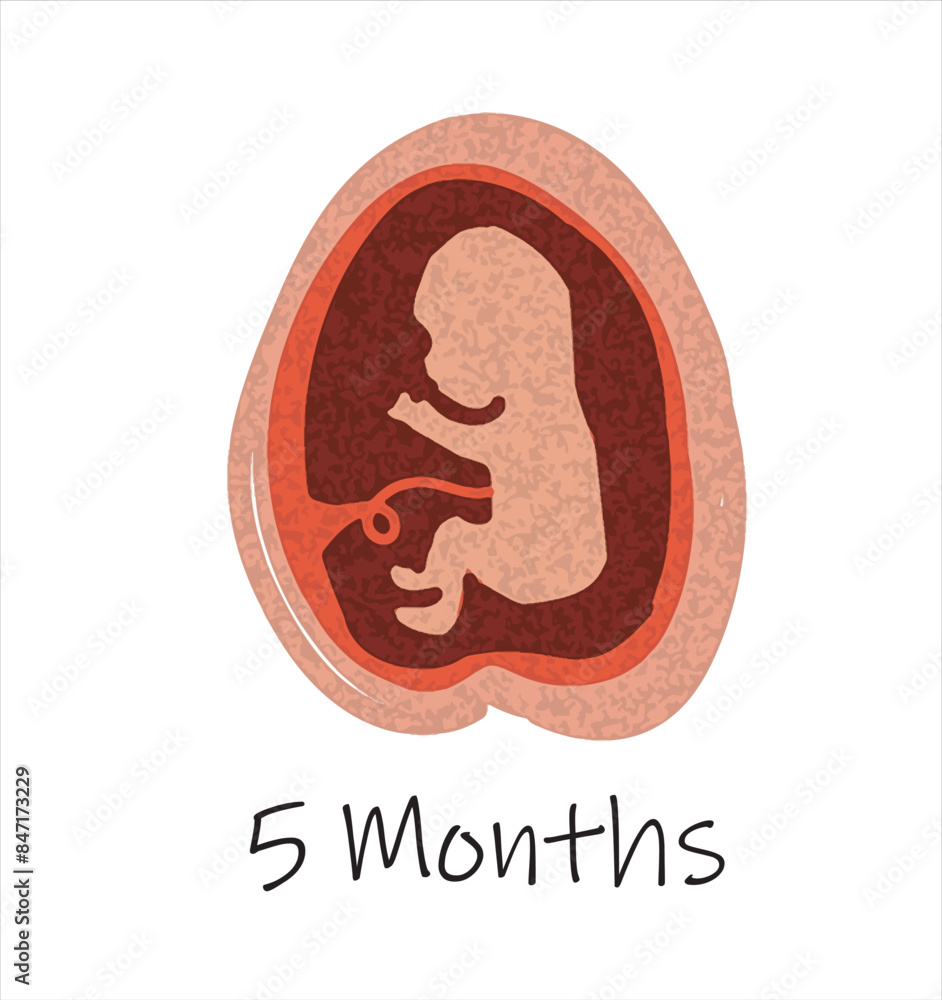 Gestational fetal development. Embryonic lunar stage growth month to ...