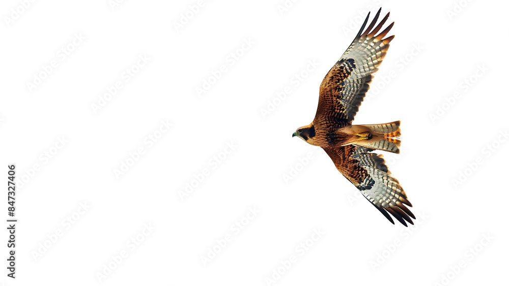 Flying hawk isolated on a transparent background, PNG, Ai Stock Photo ...