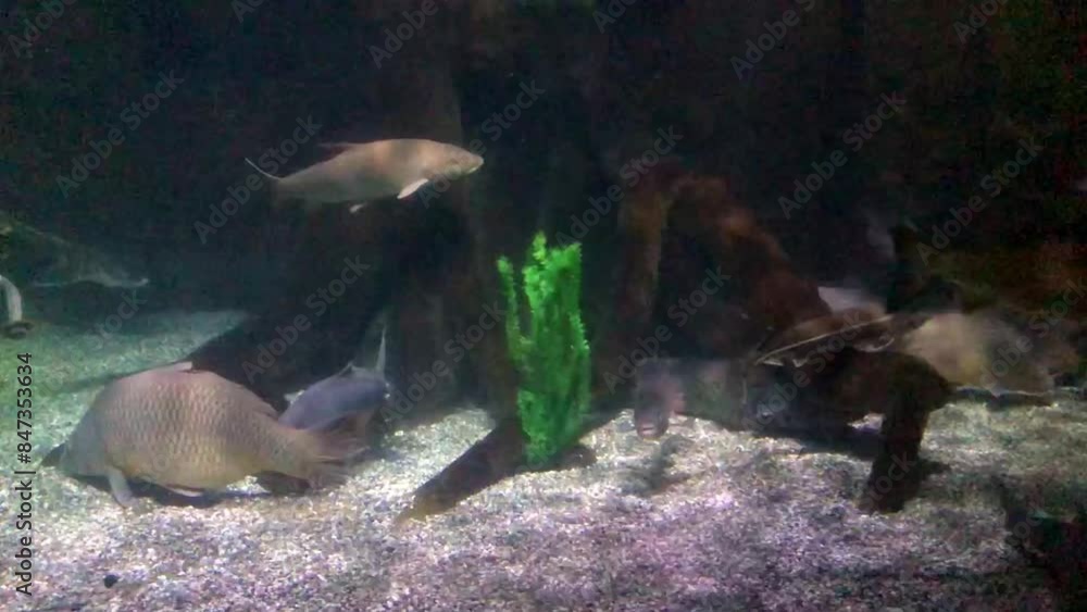 fish behind the glass of the oceanarium.Sea creatures swim in water of ...