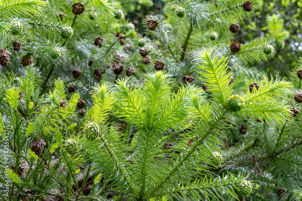 Cunninghamia lanceolata is a species of tree in the cypress family ...