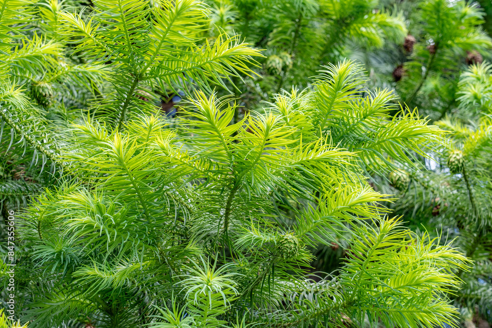 Cunninghamia lanceolata is a species of tree in the cypress family ...