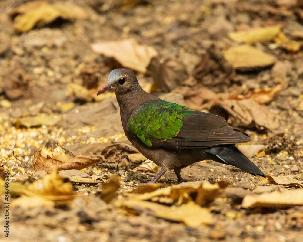 The Common Emerald Dove (Chalcophaps indica) is a small to medium-sized ...