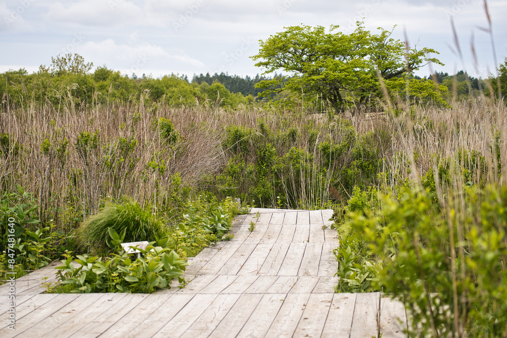 Hokkaido,Japan - June 6, 2024: Yachibouzu Boardwalk at Kiritappu ...