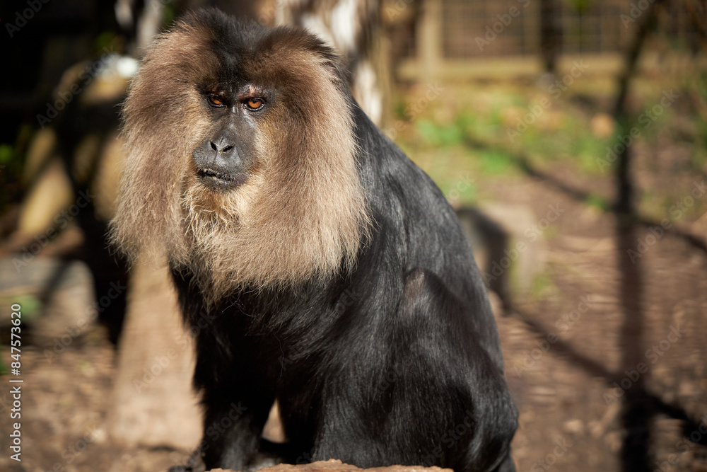 The lion-tailed macaque, which is a species of Old World monkey. He has ...