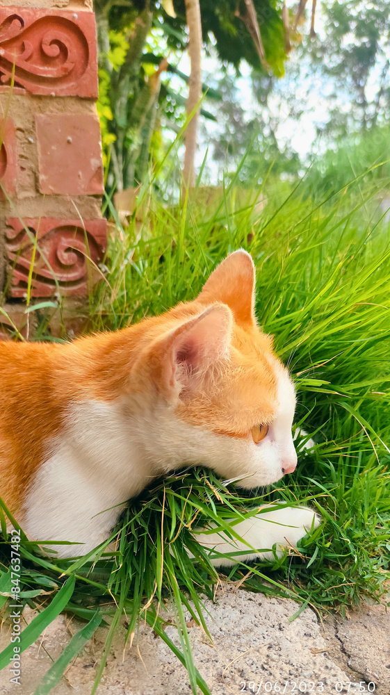 My cat The photo shows an orange and white tabby cat lying on the grass ...