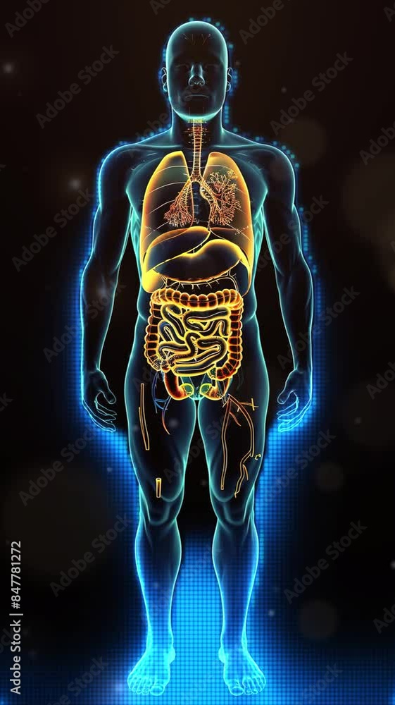 A human figure with the digestive system highlighted on black ...
