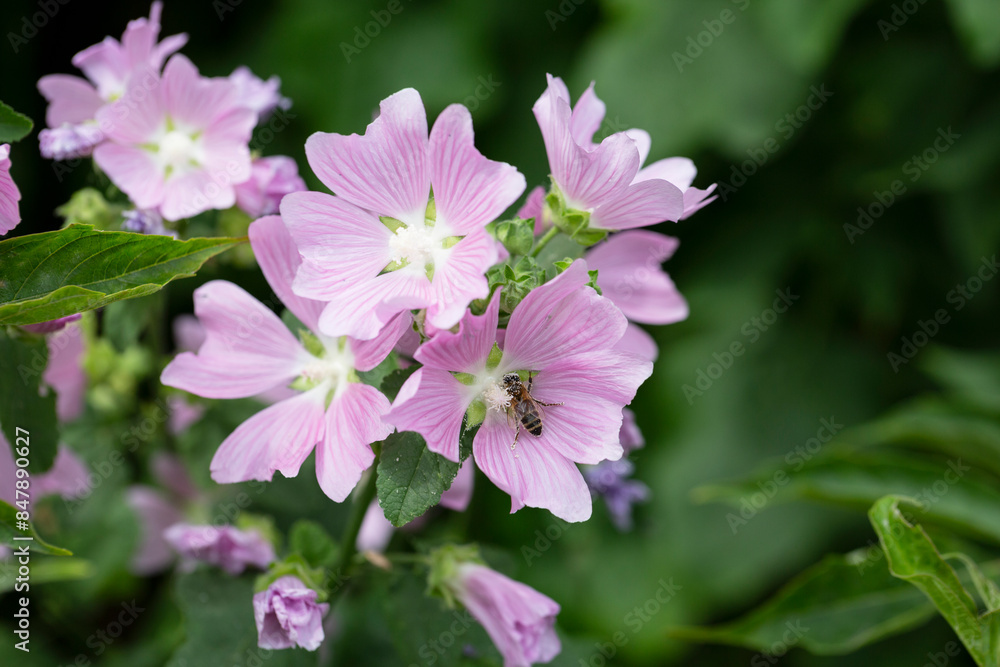 Malva sylvestris pink flowers. Common mallow (Malva sylvestris) flowers ...