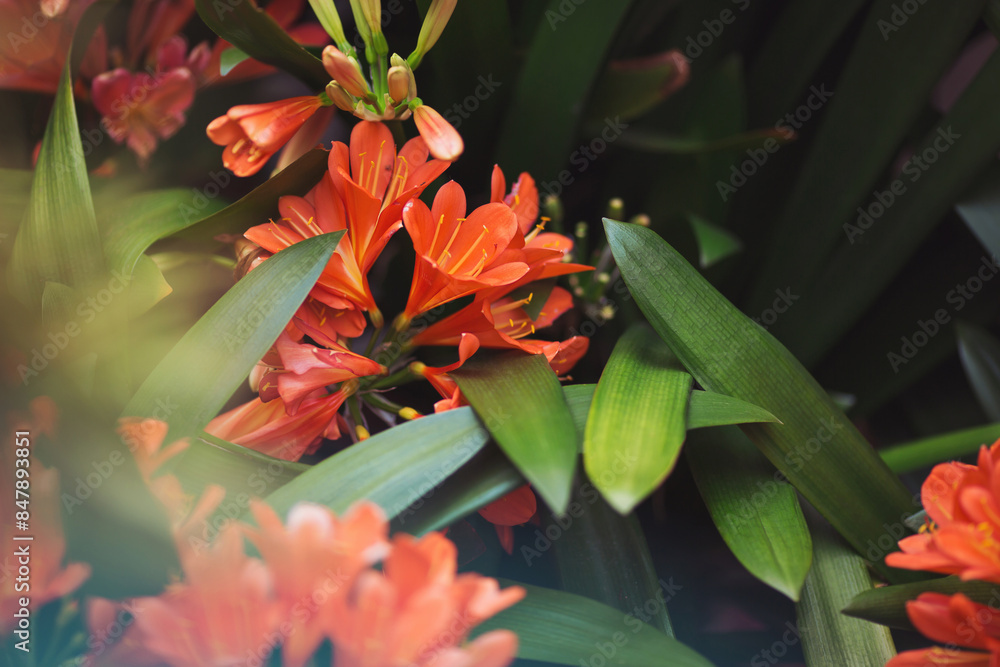 Beautiful clivia miniata flower and foliage. Bush lily (Clivia miniata ...