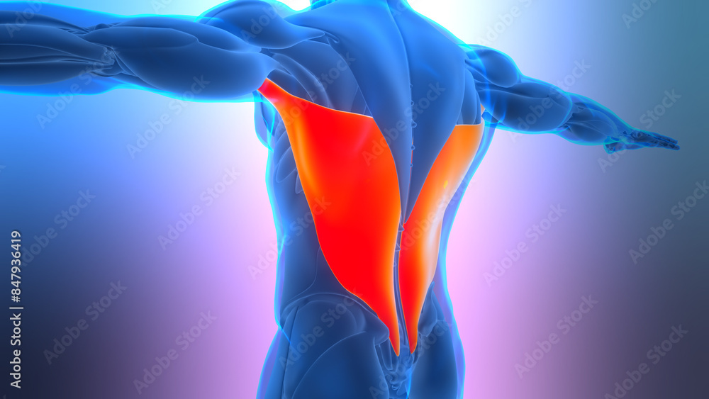 Human Muscular System Torso Muscles Latissimus Dorsi Muscle Anatomy ...