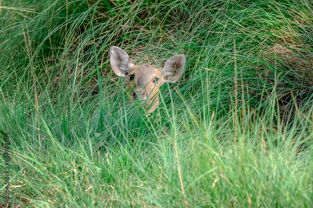 The Indian hog deer, or Indochinese hog deer, is a small cervid native ...