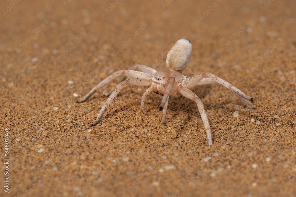 The dancing white lady spider. This spider (Leucorchestris arenicola ...