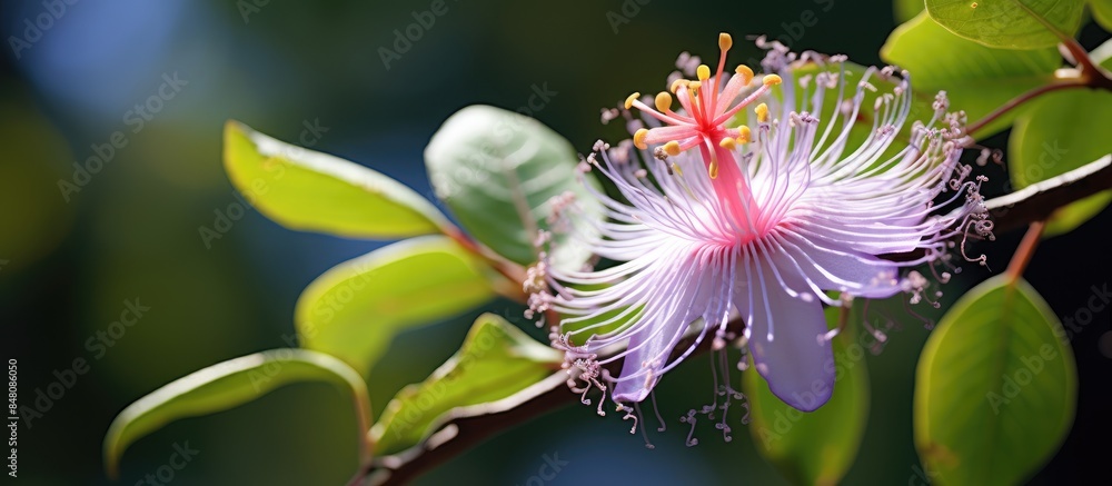Flower and leaves of Ardicia elliptica with nature background. Creative ...