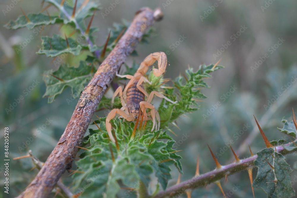 Indian red scorpion. It is considered to be the most lethal scorpion in ...