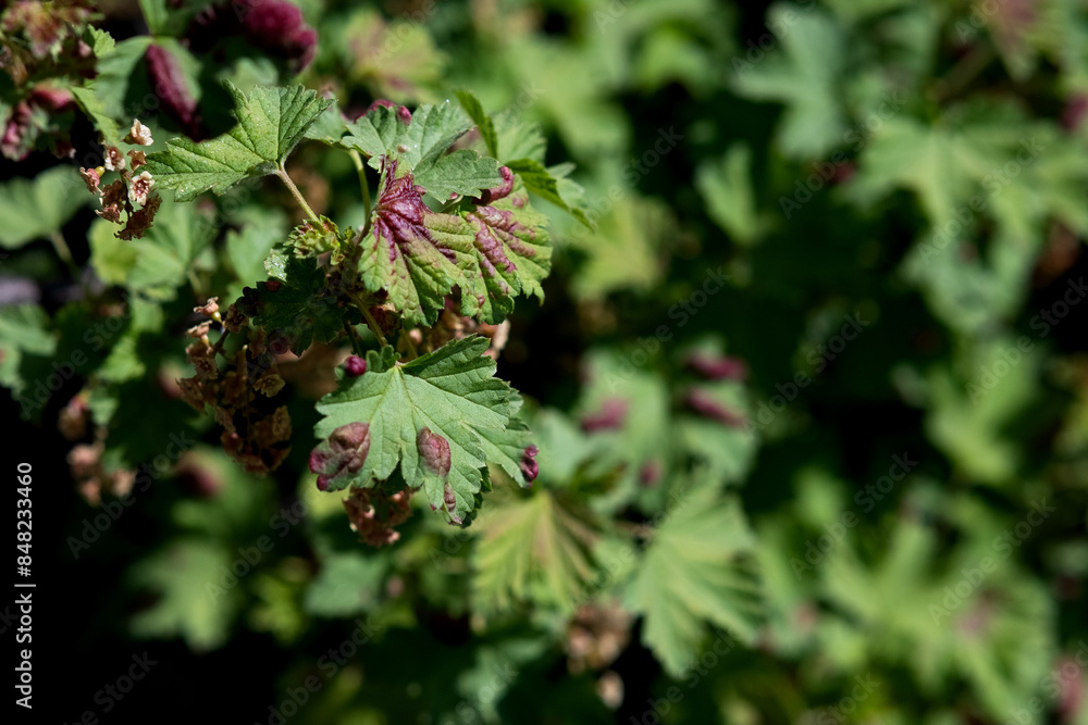 Leaf of red currant bush infected with pests - gallic aphid ...