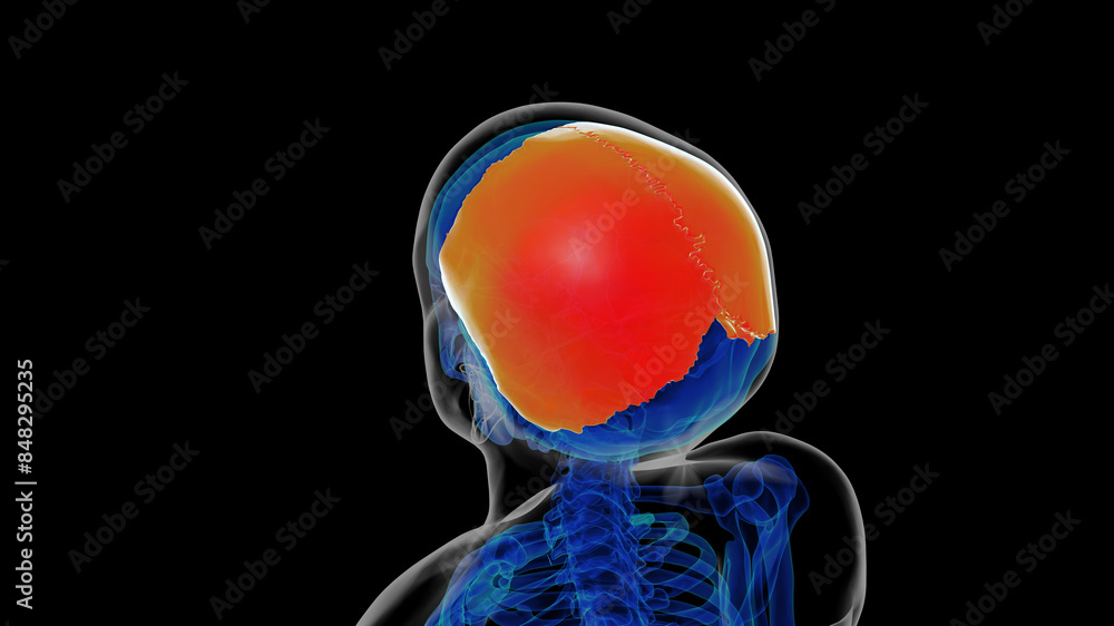 Human skeleton skull parietal bone anatomy for medical concept 3D ...