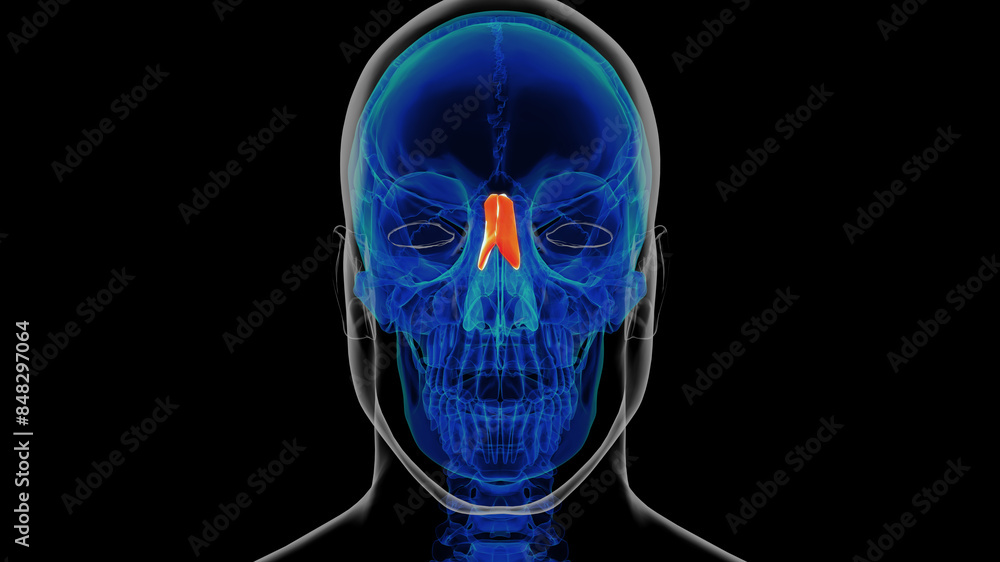 Human skeleton nasal bone anatomy 3D rendering Stock Illustration ...