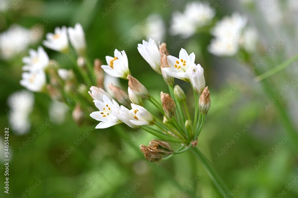 Fragrant false garlic (Nothoscordum gracile) flowers. Amaryllidaceae ...