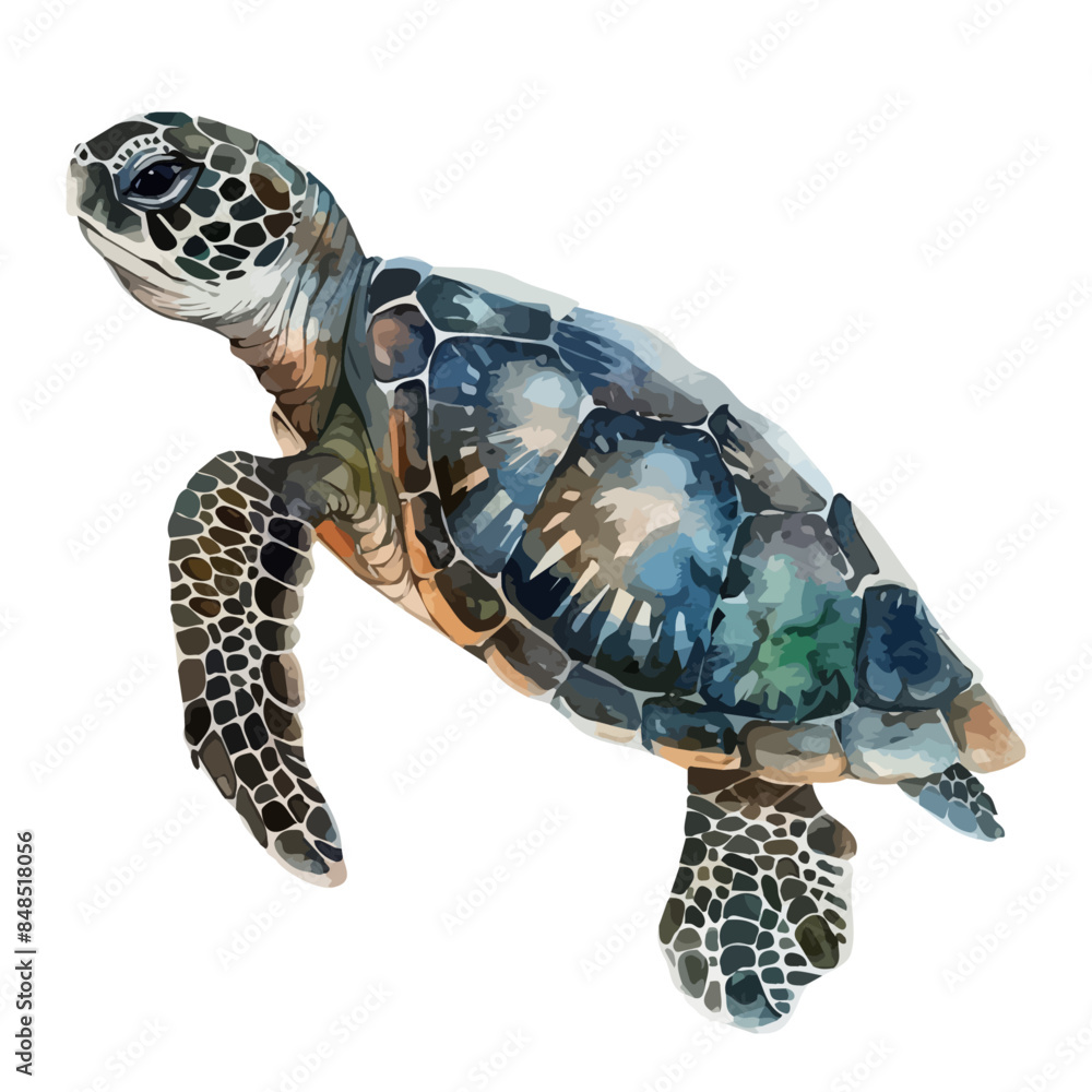 Watercolor Vector painting of a sea turtle, isolated on a white ...