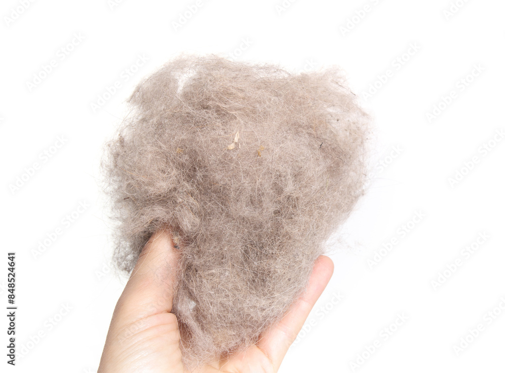 Lint pile held by hand. Collection of pet hair and debris from ...