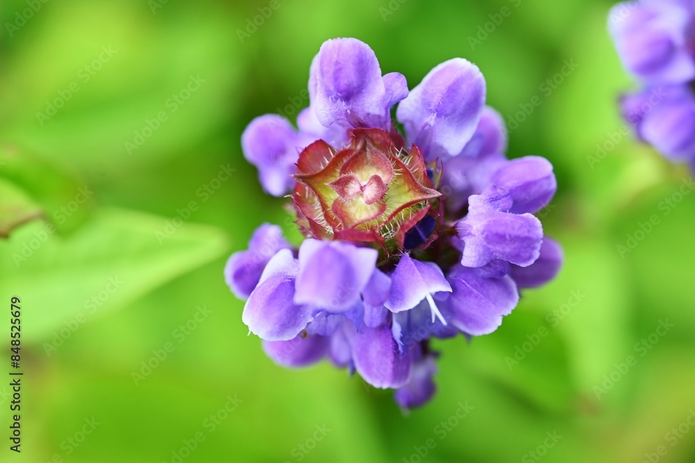 Prunella vulgaris (Self heal) flowers. Lamiaceae perennial herb. It ...
