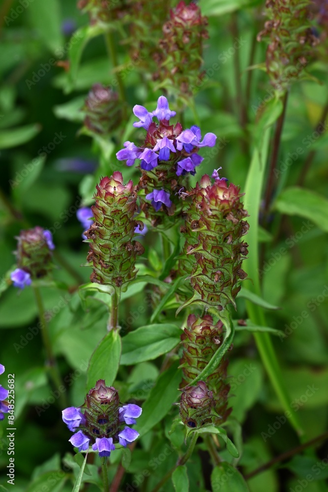 Prunella vulgaris (Self heal) flowers. Lamiaceae perennial herb. It ...