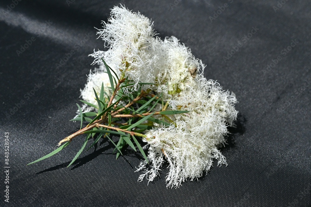 Melaleuca 'Snow in Summer' (Melaleuca linariifolia) flowers. An ...