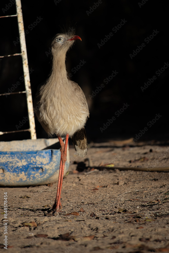Seriema, Cariama Cristata. A seriema ou seriema-de-patas-vermelhas é ...