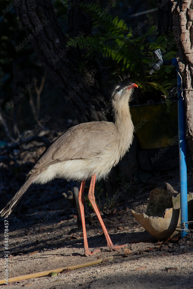 Foto de Seriema, Cariama Cristata. A seriema ou seriema-de-patas ...