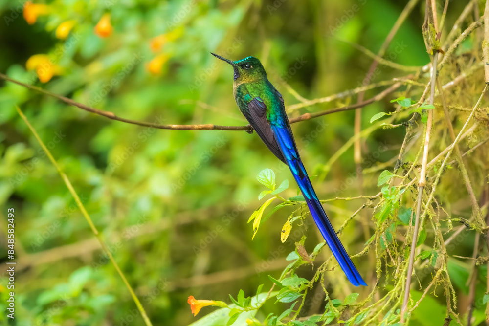 Violet-tailed Sylph - Aglaiocercus coelestis, beautiful long tailed ...