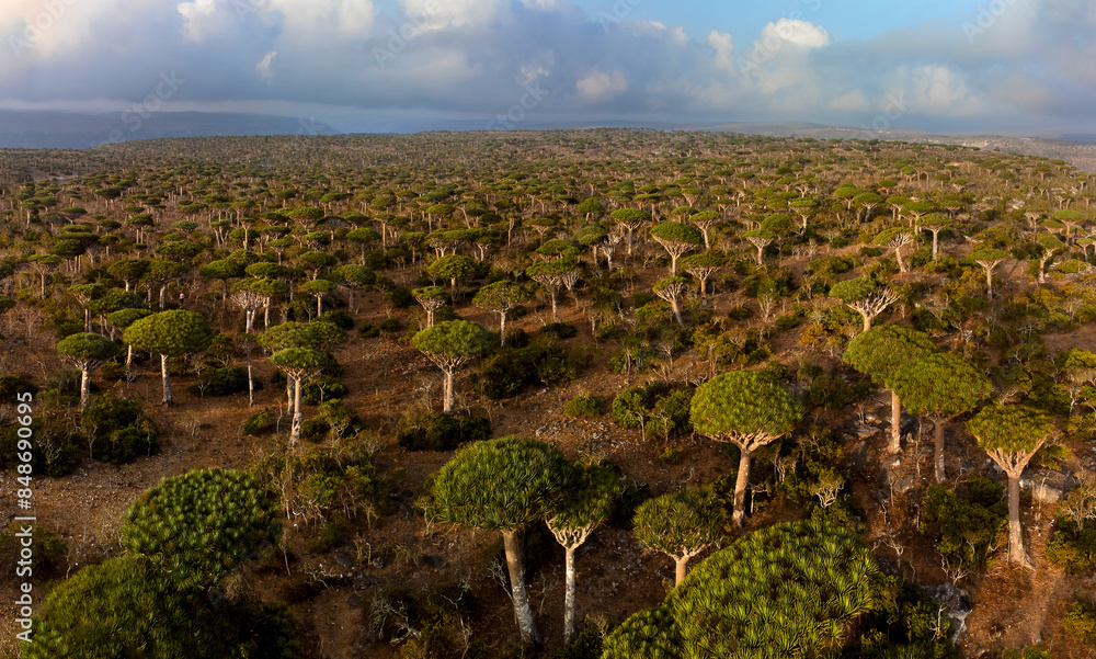 Socotra dragon tree or dragon blood tree, is a tree native to Socotra ...